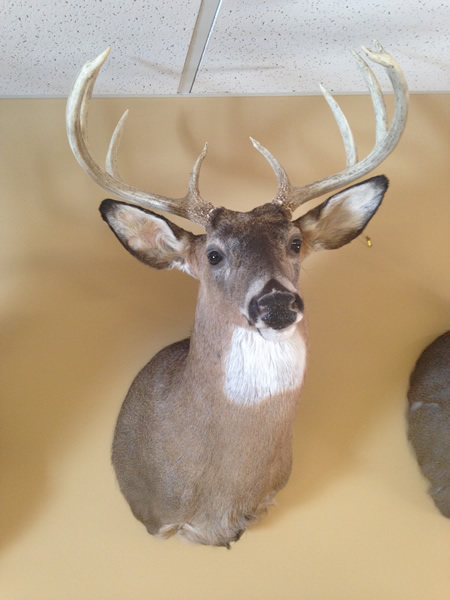 Deer Shoulder Mounts in Saint Clair County, Michigan - Michigan ...