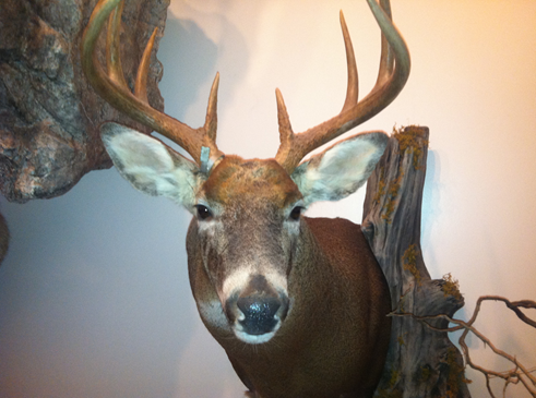Jim's Wildlife Creations Taxidermy | Pricing