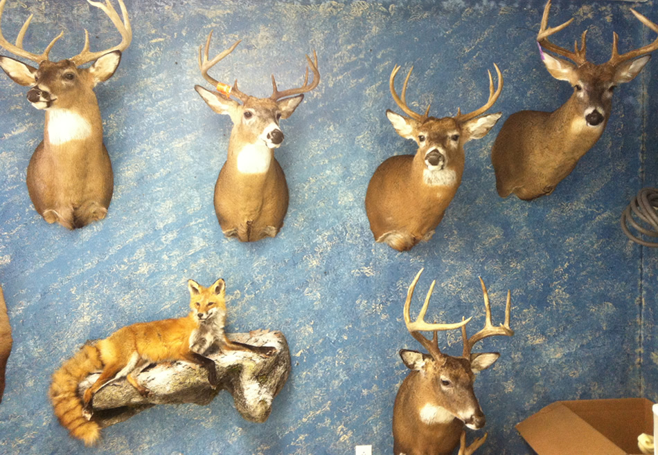 Jim's Wildlife Creations Taxidermy | Pricing