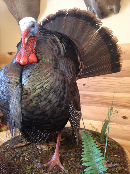 Jim's Wildlife Creations Taxidermy | Pricing